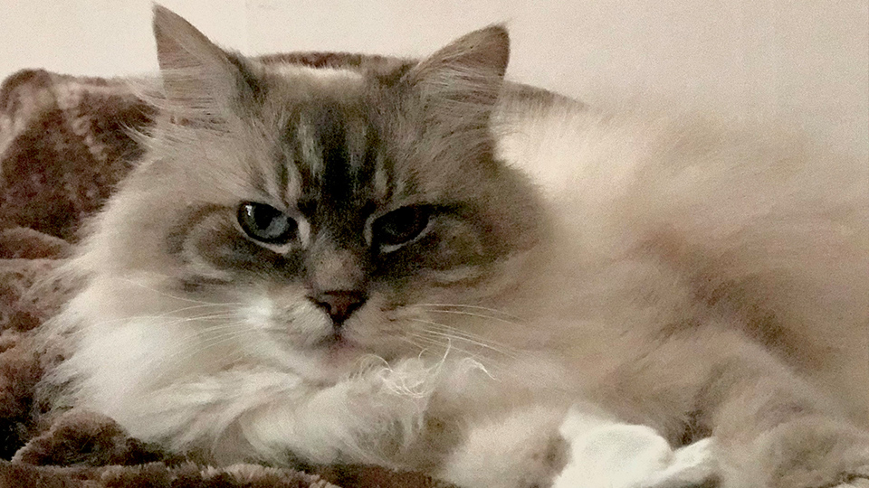 Angela and Ari – 2.2.20 – #angelarigato